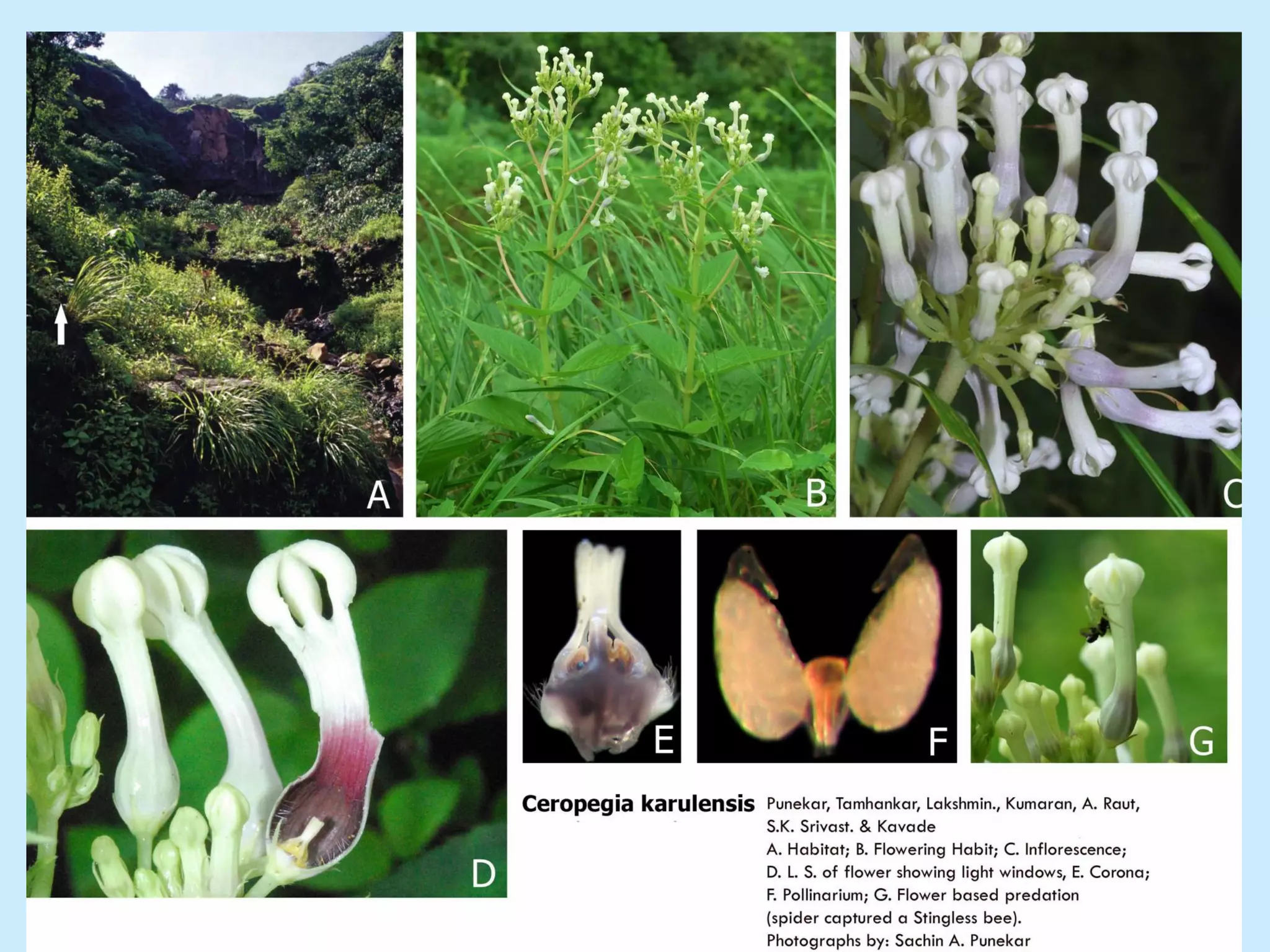 Botanical survey of india | PDF