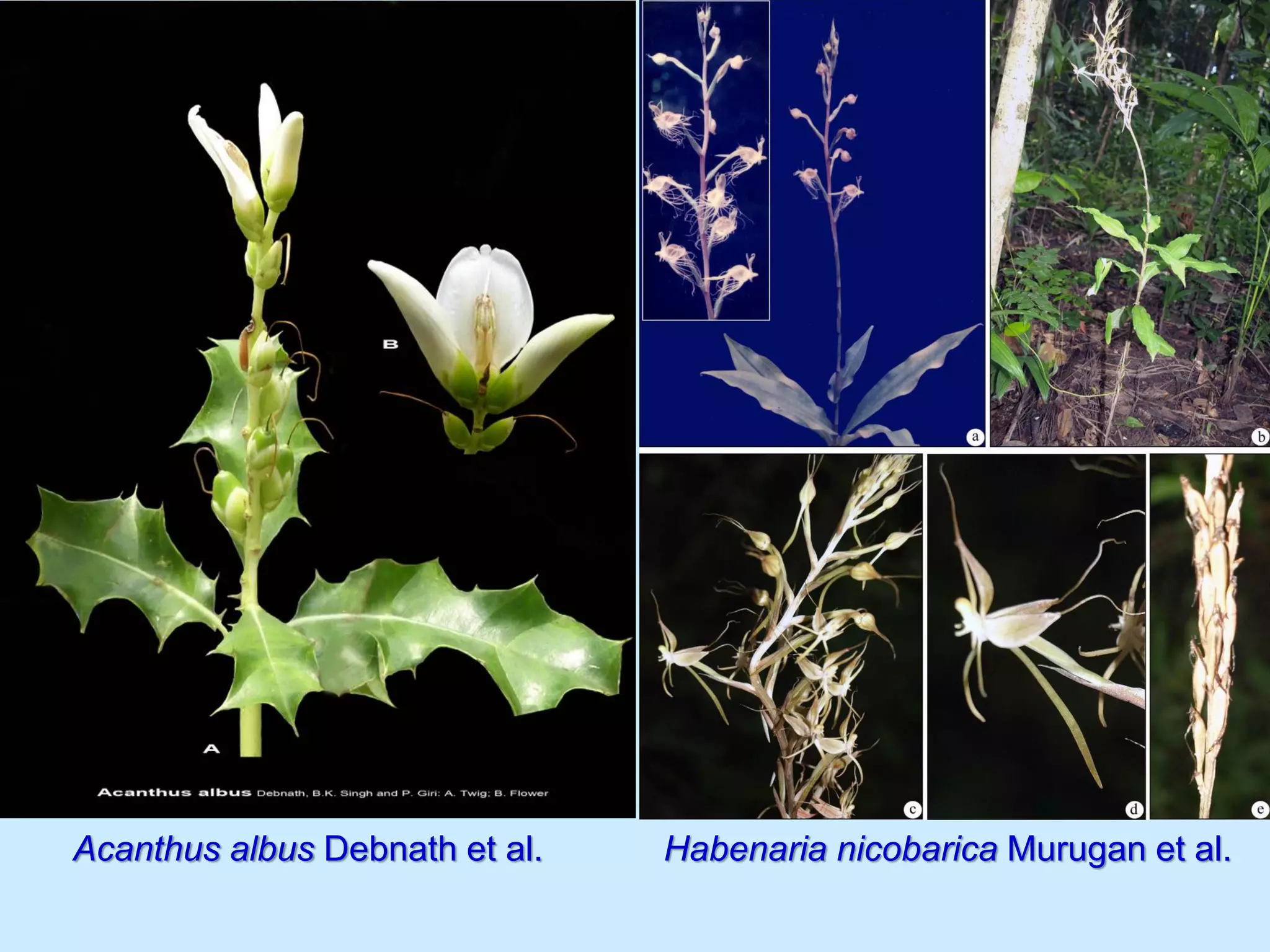 Botanical survey of india | PDF