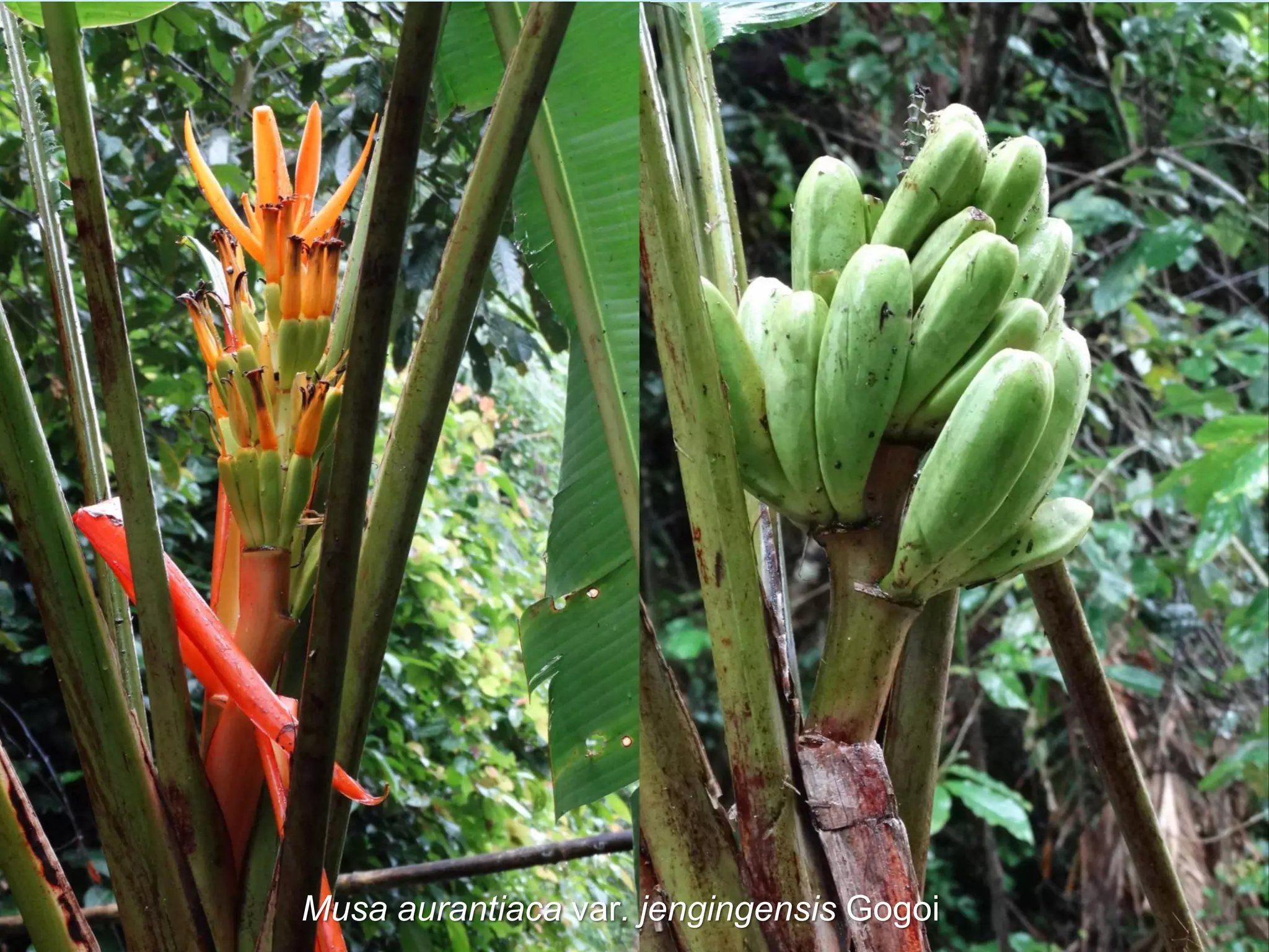 Botanical survey of india | PDF