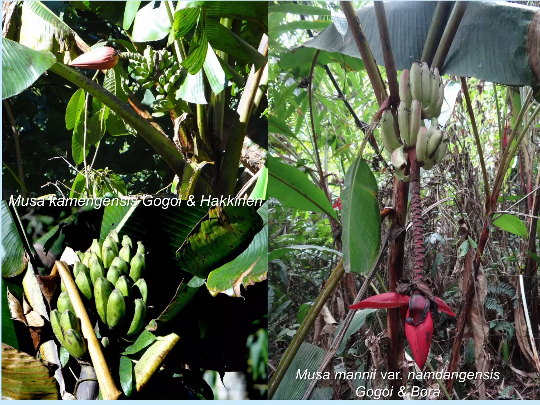 Botanical survey of india | PDF