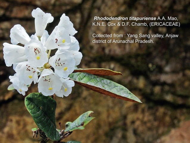Botanical survey of india | PDF | Landscaping | Home & Garden