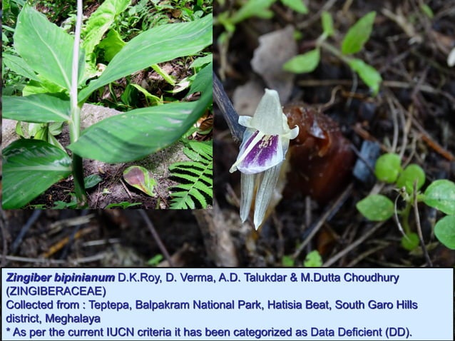 Botanical survey of india | PDF | Landscaping | Home & Garden