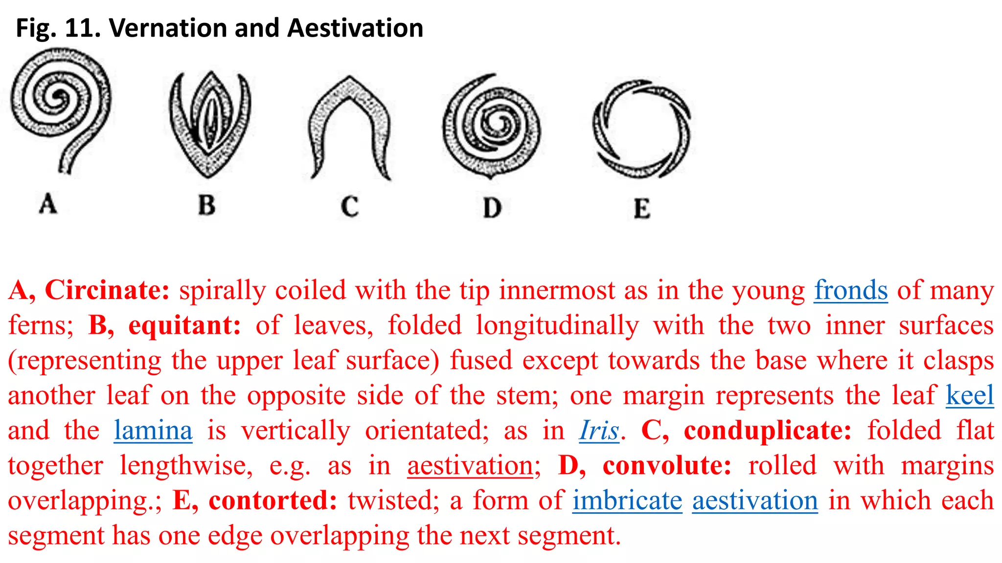 Botanical Terminologies.pptx