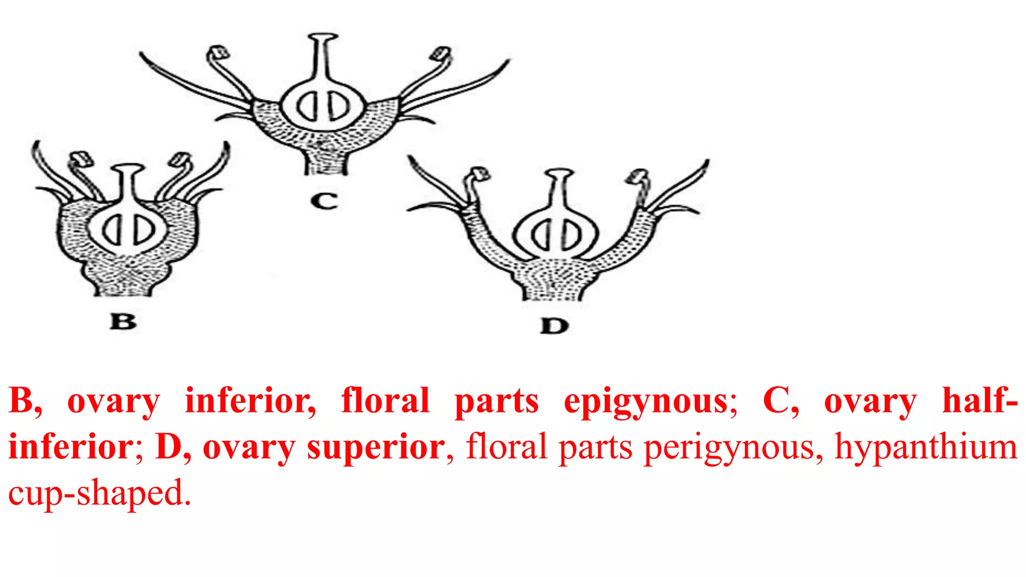 Botanical Terminologies.pptx