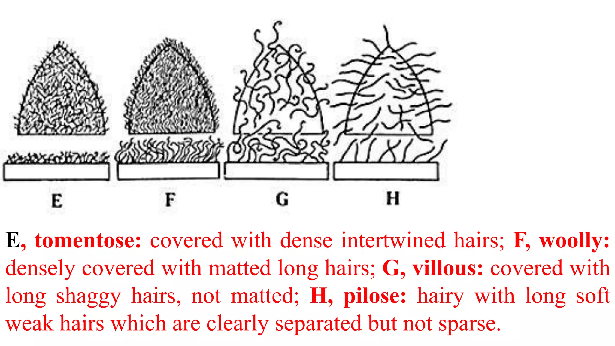 Botanical Terminologies.pptx