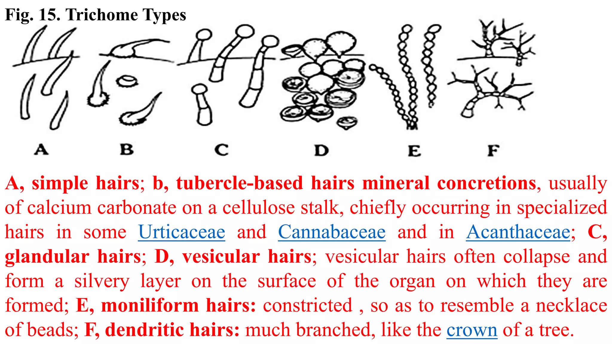 Botanical Terminologies.pptx