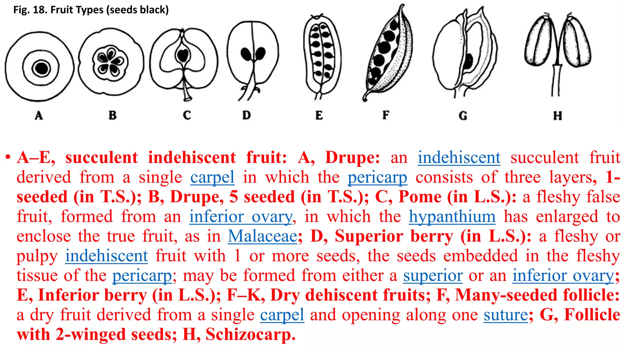 Botanical Terminologies.pptx