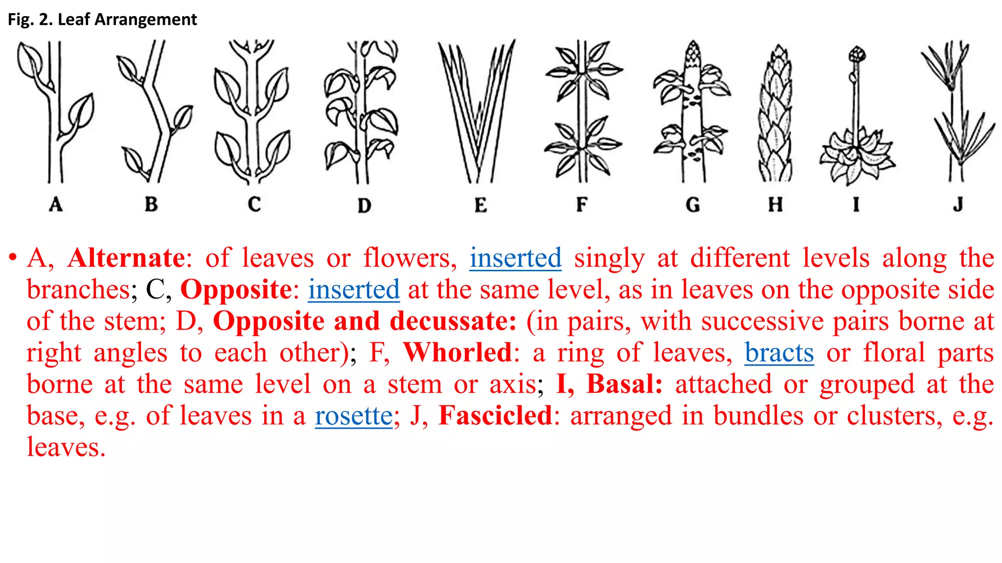 Botanical Terminologies.pptx