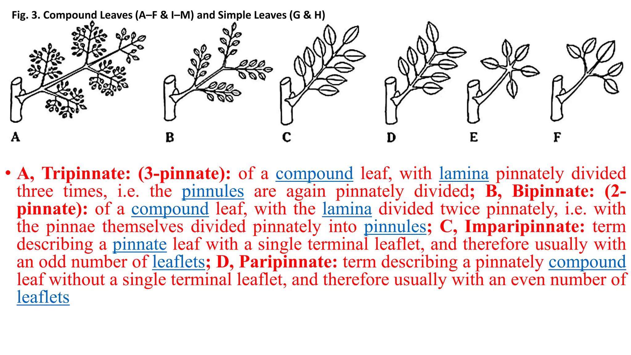 Botanical Terminologies.pptx