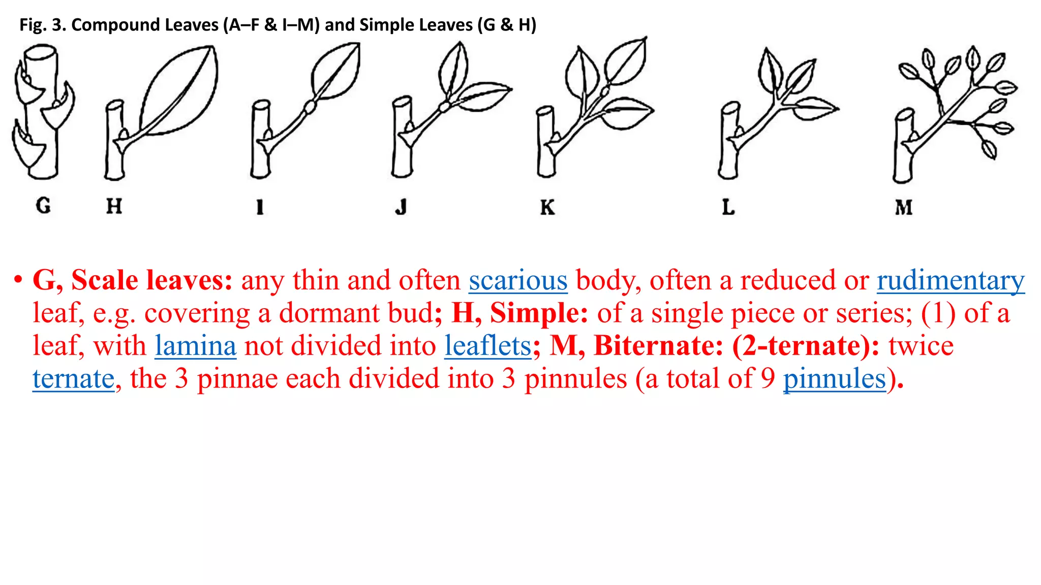 Botanical Terminologies.pptx
