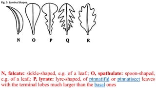 Botanical Terminologies.pptx
