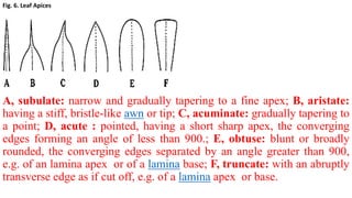 Botanical Terminologies.pptx