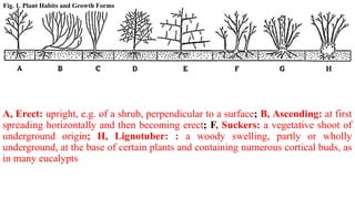 Botanical Terminologies.pptx