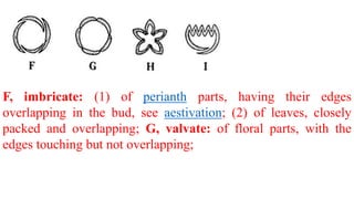 Botanical Terminologies.pptx