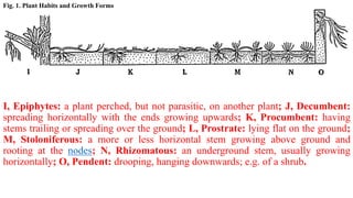 Botanical Terminologies.pptx