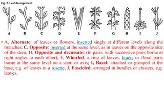Botanical Terminologies.pptx
