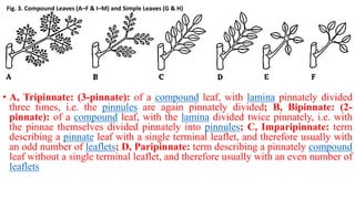 Botanical Terminologies.pptx