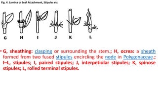 Botanical Terminologies.pptx