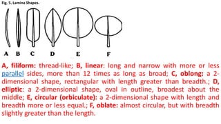 Botanical Terminologies.pptx