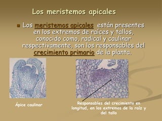 Botánica sesión 4 - fisiología vegetal, estructuras, etc | PPT