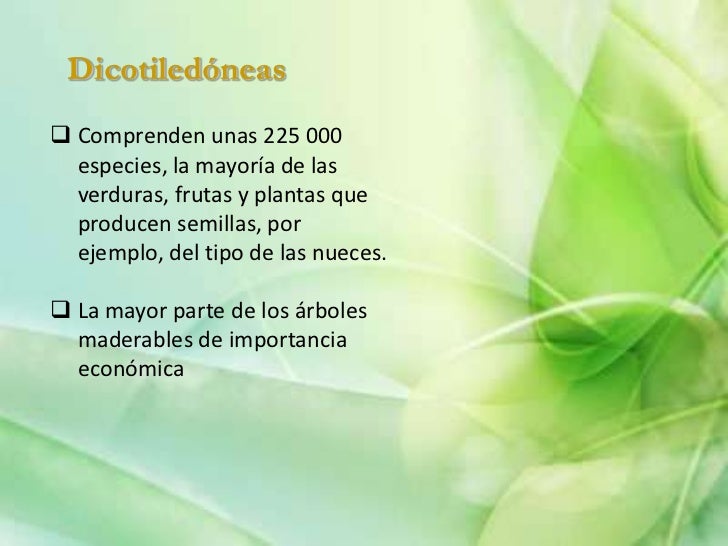 Que Son Las Plantas Dicotiledoneas