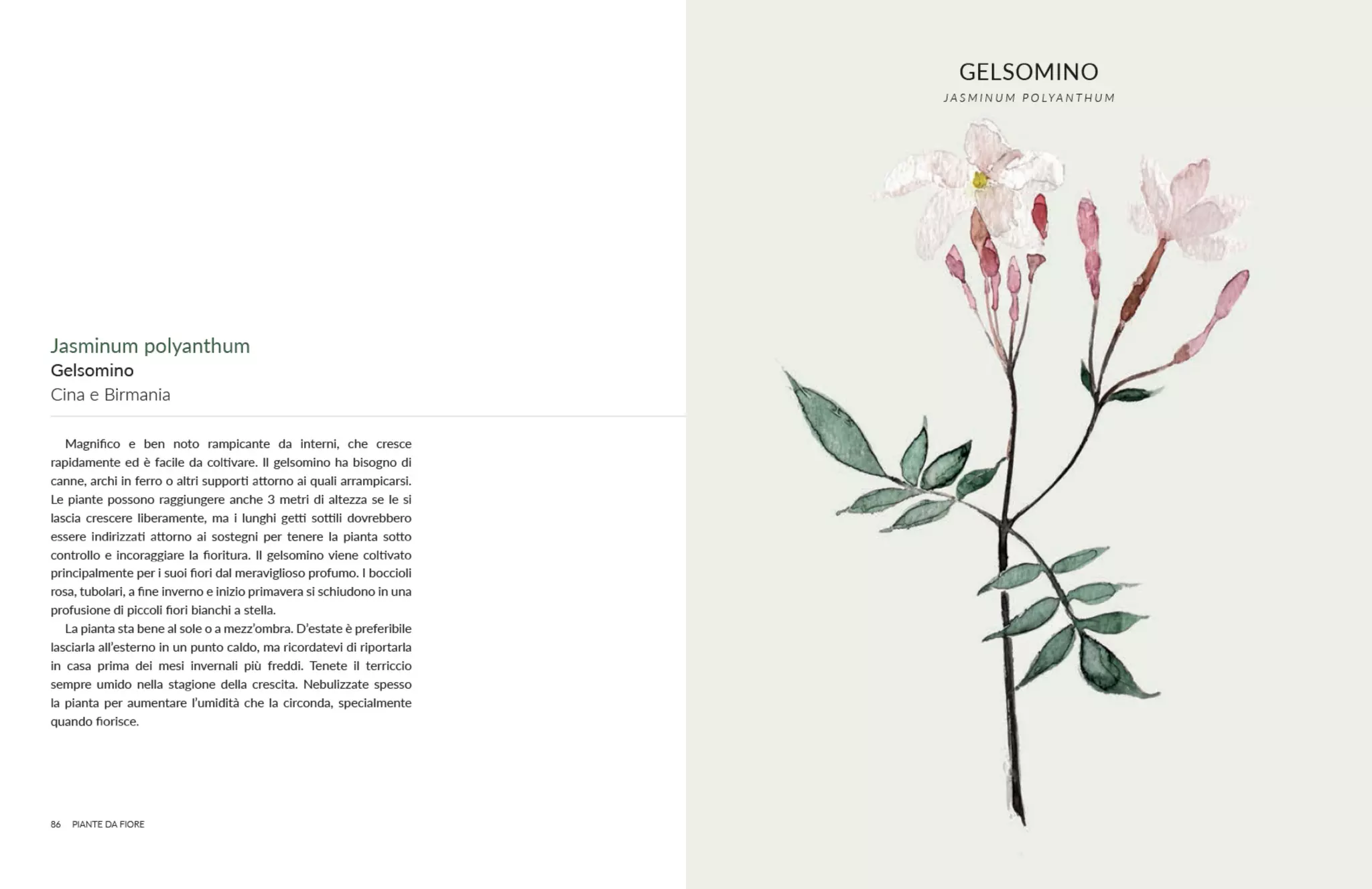 Botanica urbana | PDF