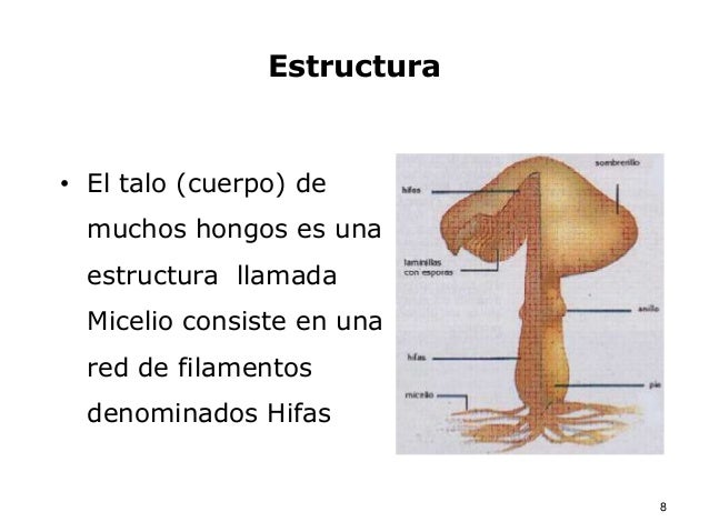 Botánica y origen de las plantas