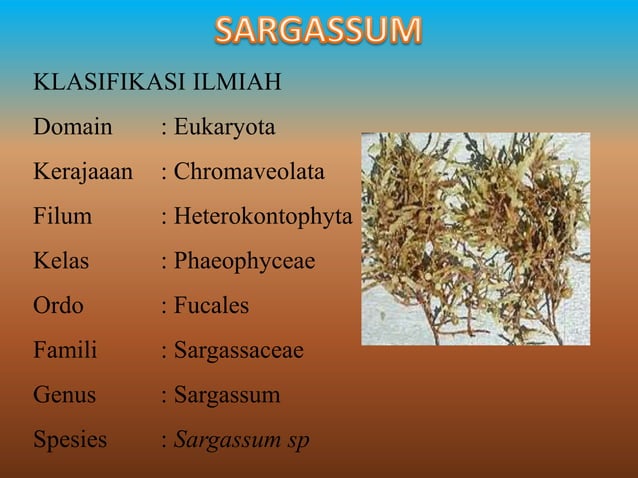 Botani cryptogamae | PPTX
