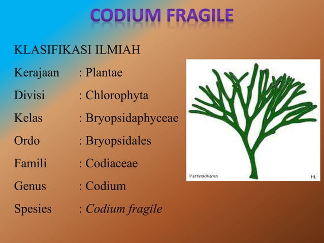 Botani cryptogamae | PPTX