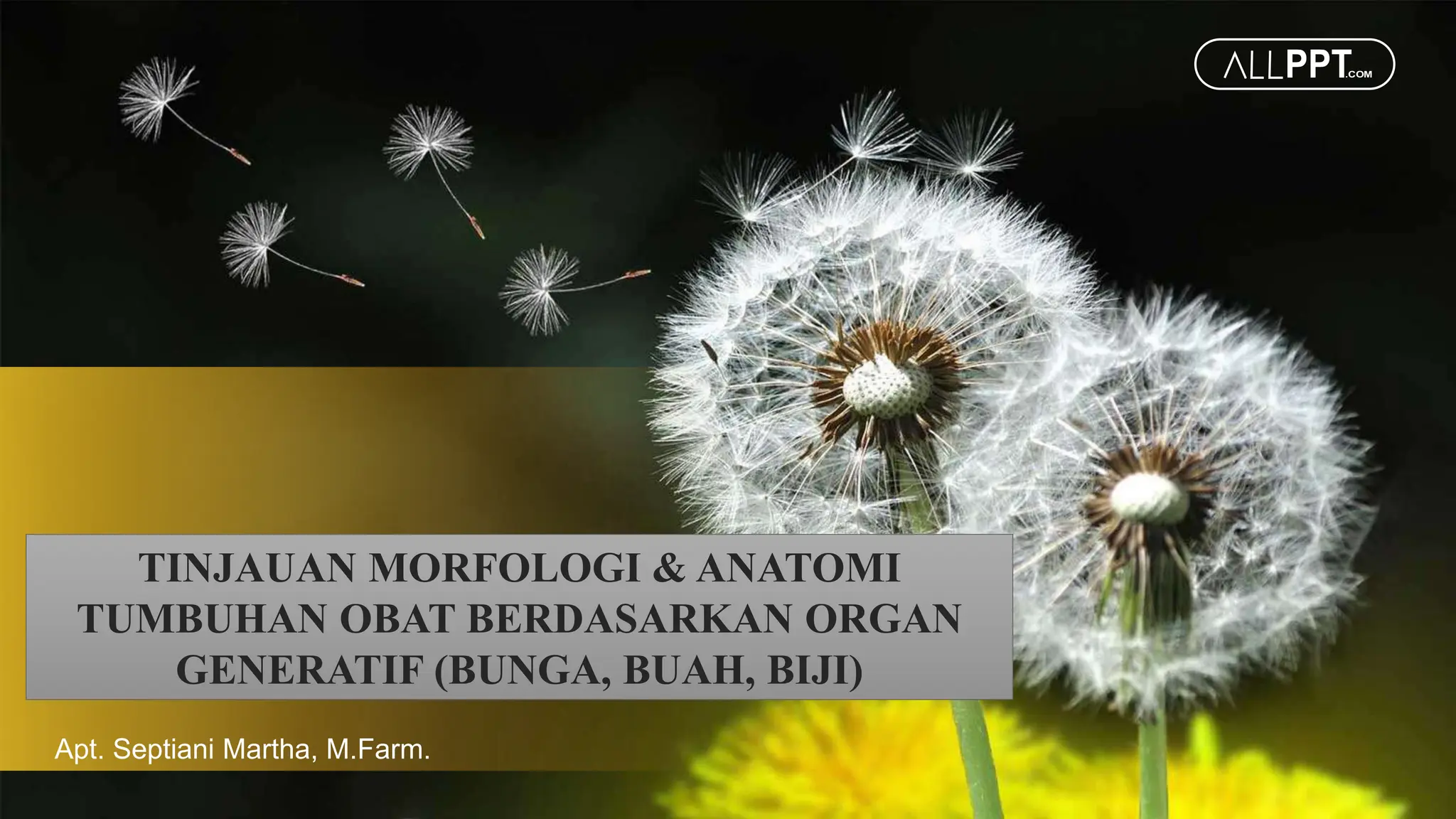 INJAUAN MORFOLOGI & ANATOMI TUMBUHAN OBAT BERDASARKAN ORGAN GENERATIF ...