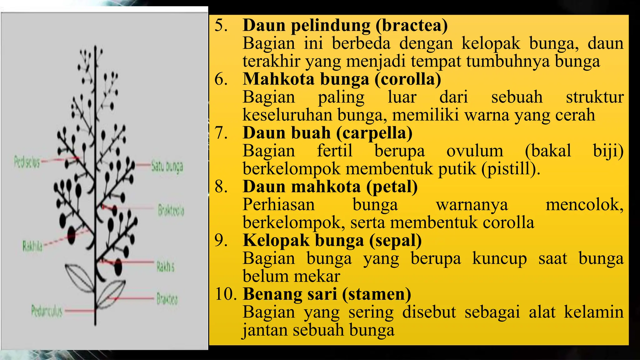 INJAUAN MORFOLOGI & ANATOMI TUMBUHAN OBAT BERDASARKAN ORGAN GENERATIF ...
