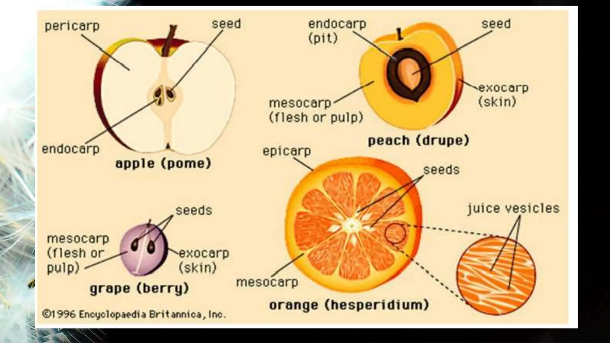 INJAUAN MORFOLOGI & ANATOMI TUMBUHAN OBAT BERDASARKAN ORGAN GENERATIF ...