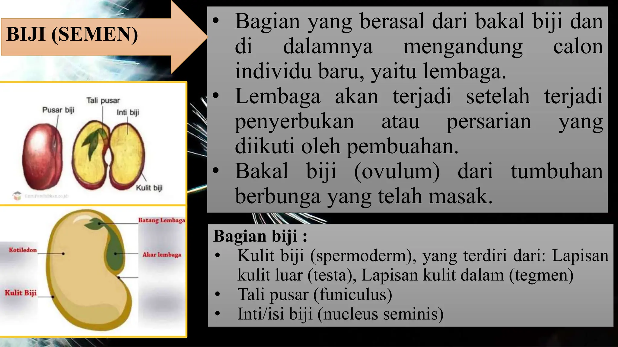 INJAUAN MORFOLOGI & ANATOMI TUMBUHAN OBAT BERDASARKAN ORGAN GENERATIF ...