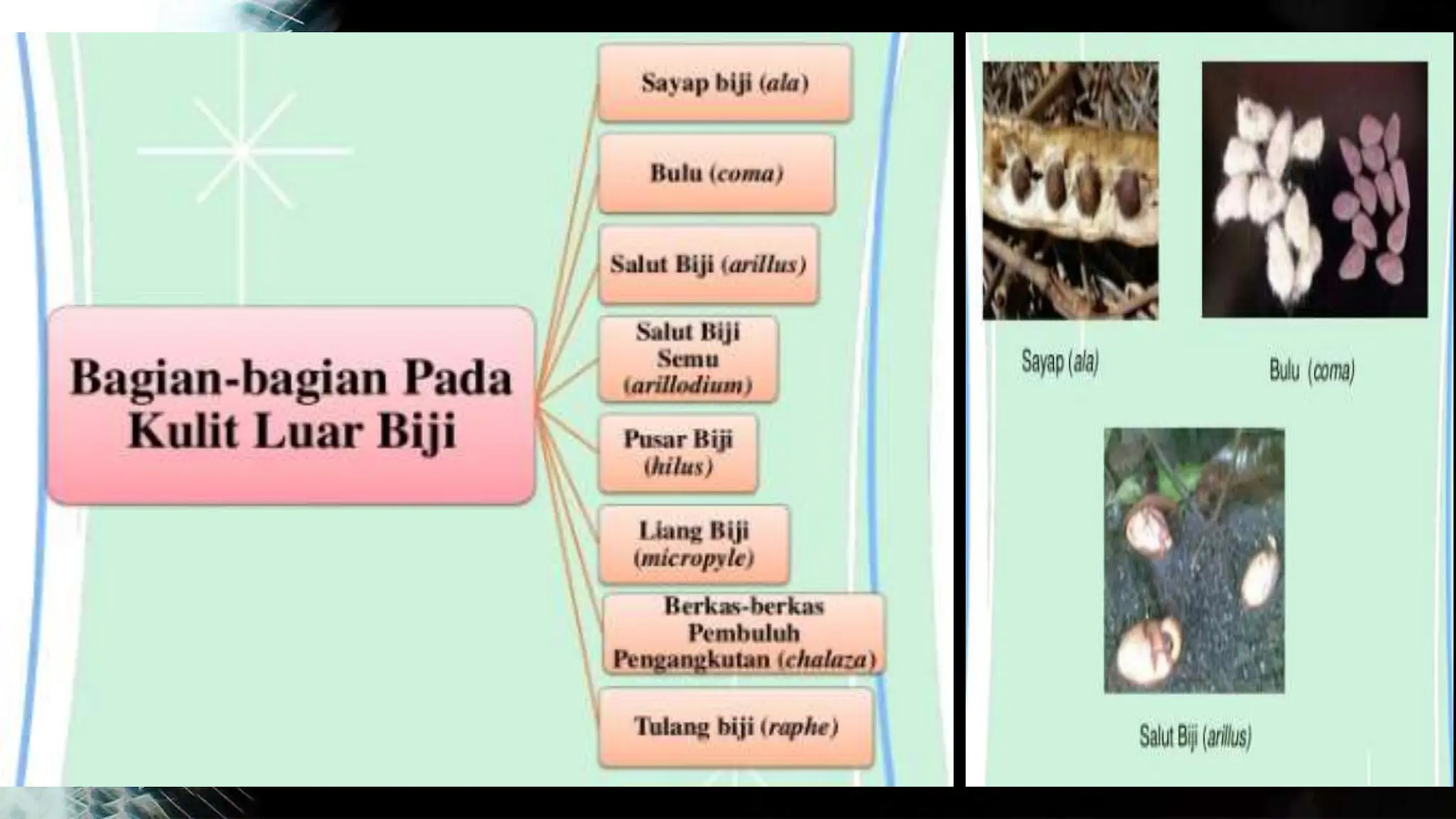 INJAUAN MORFOLOGI & ANATOMI TUMBUHAN OBAT BERDASARKAN ORGAN GENERATIF ...