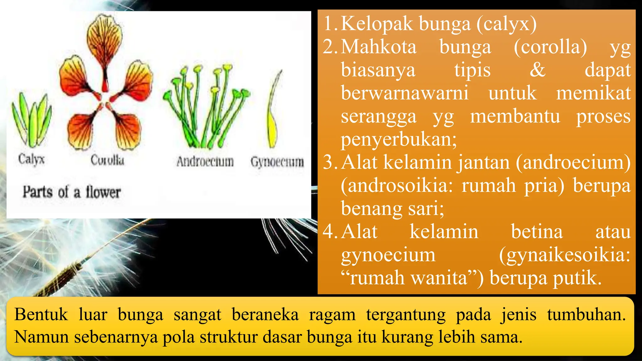 INJAUAN MORFOLOGI & ANATOMI TUMBUHAN OBAT BERDASARKAN ORGAN GENERATIF ...