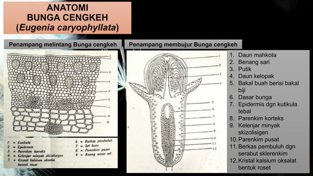 INJAUAN MORFOLOGI & ANATOMI TUMBUHAN OBAT BERDASARKAN ORGAN GENERATIF ...