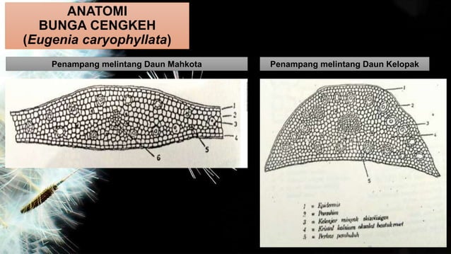 INJAUAN MORFOLOGI & ANATOMI TUMBUHAN OBAT BERDASARKAN ORGAN GENERATIF ...