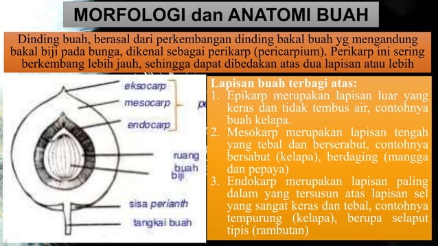 INJAUAN MORFOLOGI & ANATOMI TUMBUHAN OBAT BERDASARKAN ORGAN GENERATIF ...
