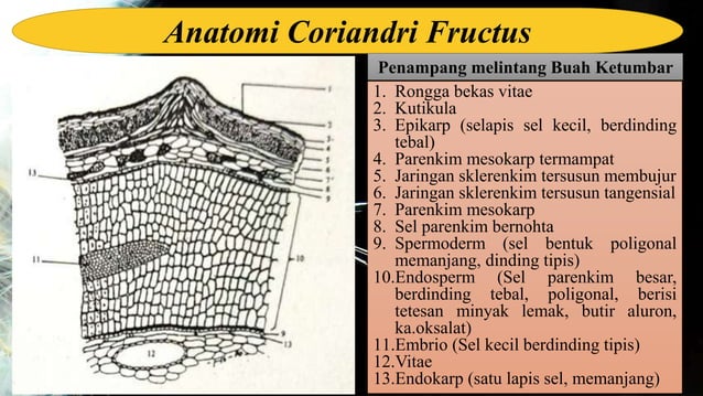 INJAUAN MORFOLOGI & ANATOMI TUMBUHAN OBAT BERDASARKAN ORGAN GENERATIF ...