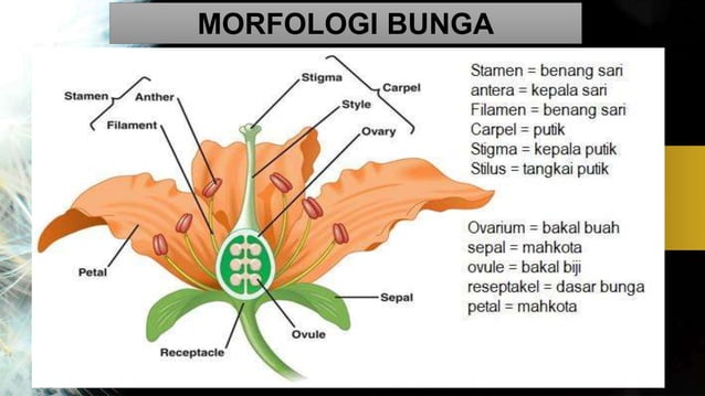 INJAUAN MORFOLOGI & ANATOMI TUMBUHAN OBAT BERDASARKAN ORGAN GENERATIF ...