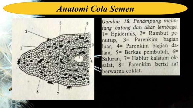INJAUAN MORFOLOGI & ANATOMI TUMBUHAN OBAT BERDASARKAN ORGAN GENERATIF ...