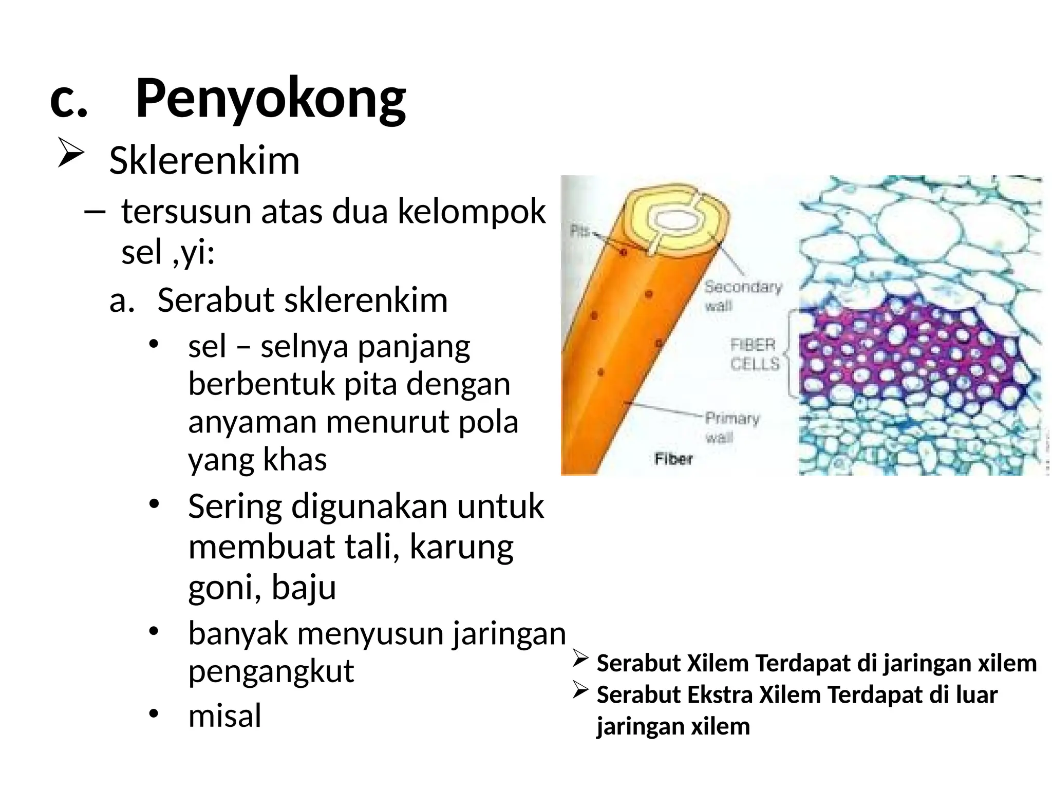 Anatomi Tumbuhan_SEL & JARINGAN TUMBUHAN.pptx