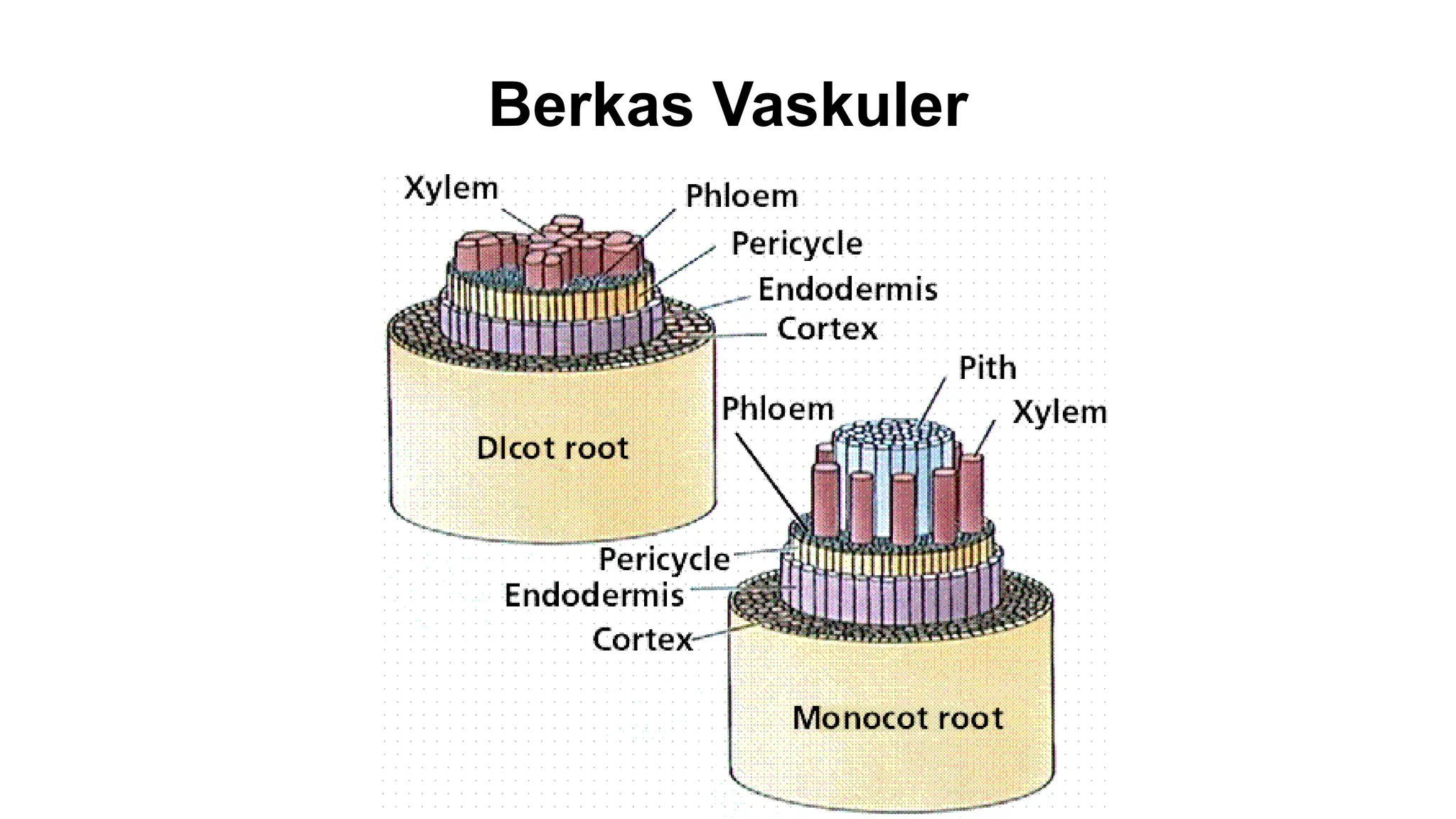 Botani_ ANATOMI ORGAN TUMBUHAN _Akar.pptx
