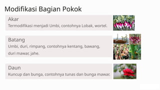 Botani_ ANATOMI ORGAN TUMBUHAN _Akar.pptx