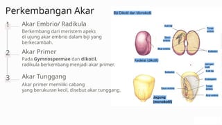 Botani_ ANATOMI ORGAN TUMBUHAN _Akar.pptx