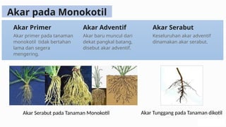 Botani_ ANATOMI ORGAN TUMBUHAN _Akar.pptx