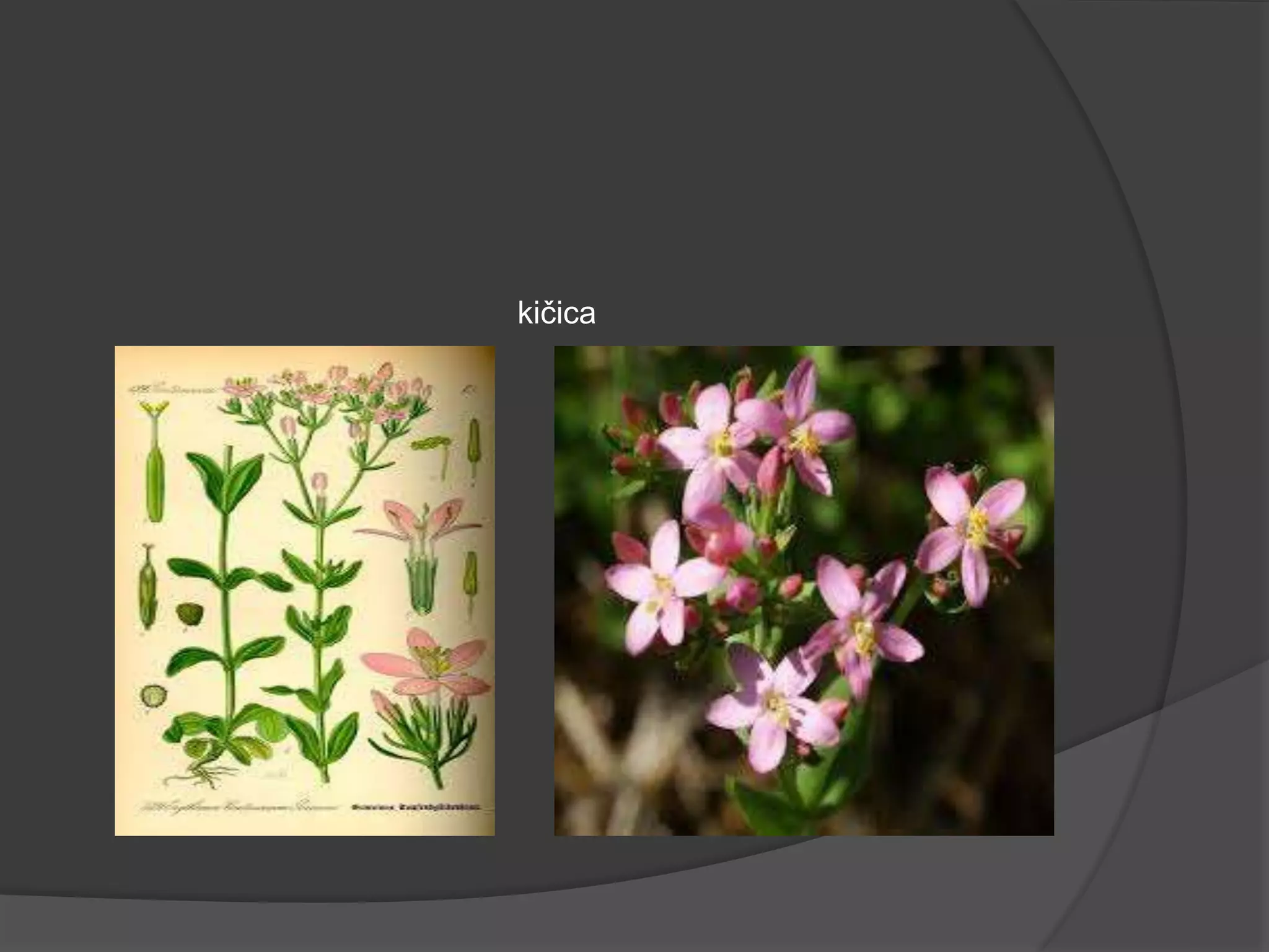 Familia Gentianaceae i Solanaceae | PPTX