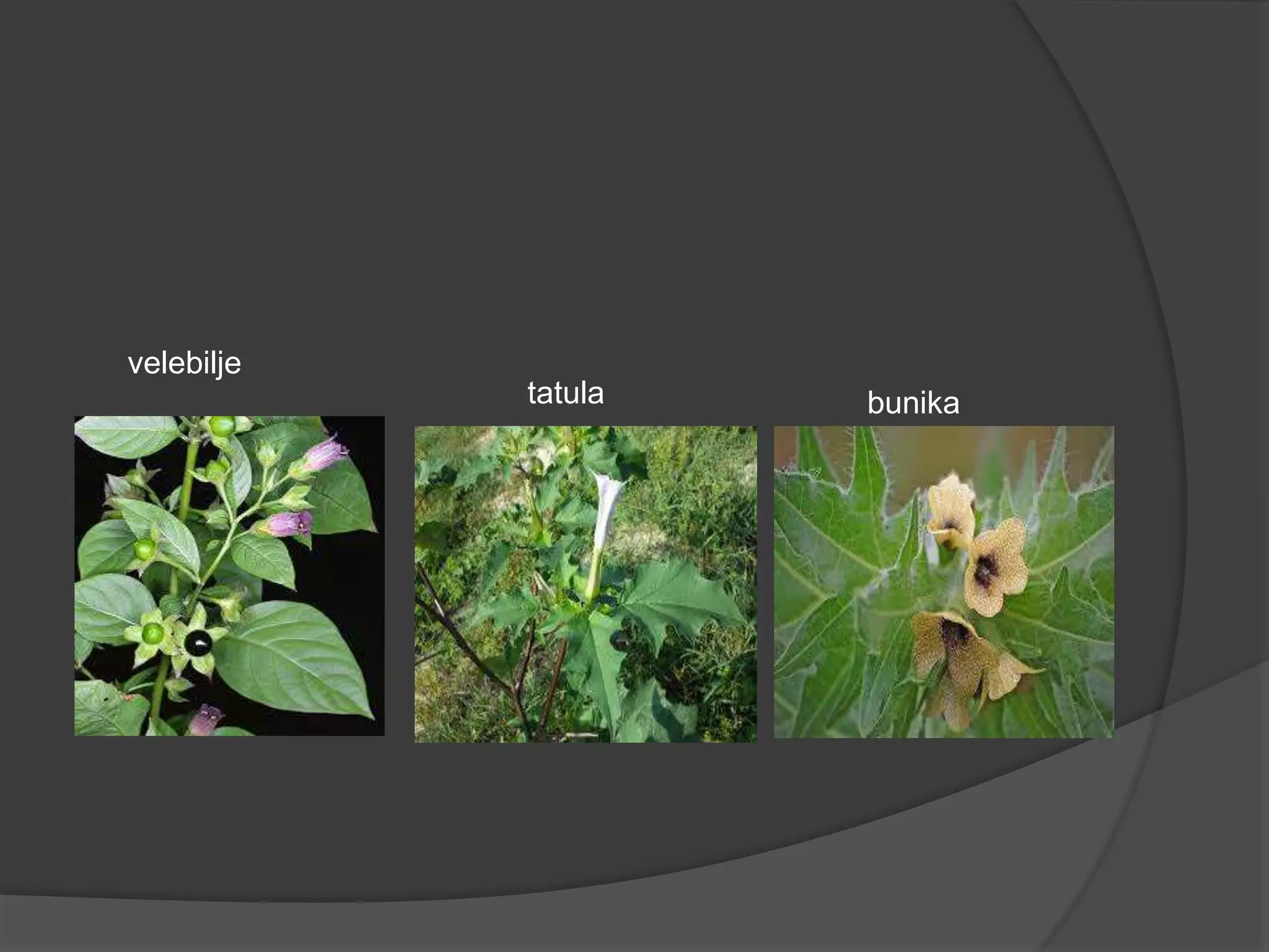 Familia Gentianaceae i Solanaceae | PPTX