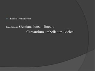 Familia Gentianaceae i Solanaceae | PPTX