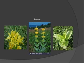 Familia Gentianaceae i Solanaceae | PPTX